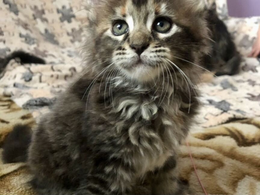 Котята мейн-кун