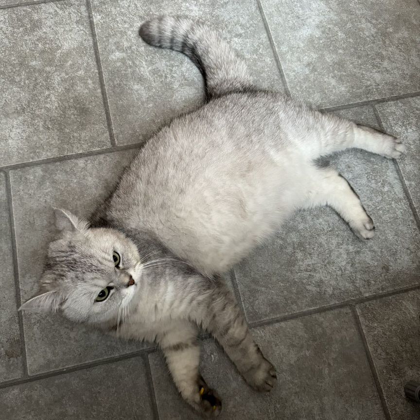 Шотландская прямоухая короткошёрстная, взрослая кошка