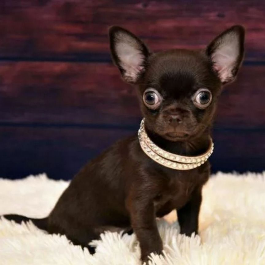 Изюм-шоко соб (Щенки чихуахуа-доставка)