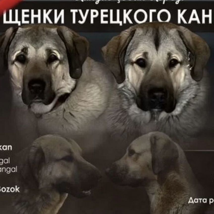 Щенки Турецкого кангала (RKF)