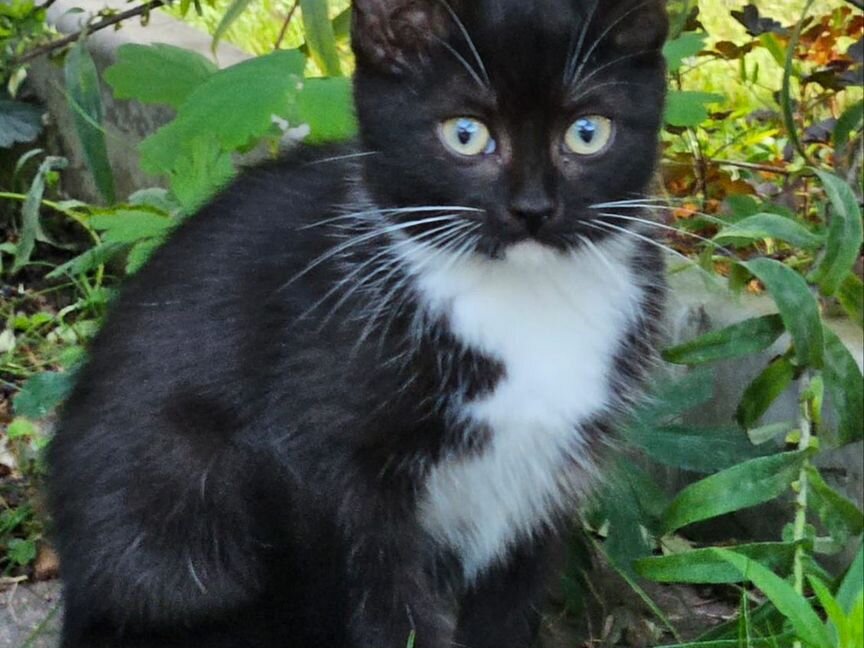 Пушистая малышка нежнуля ищет дом