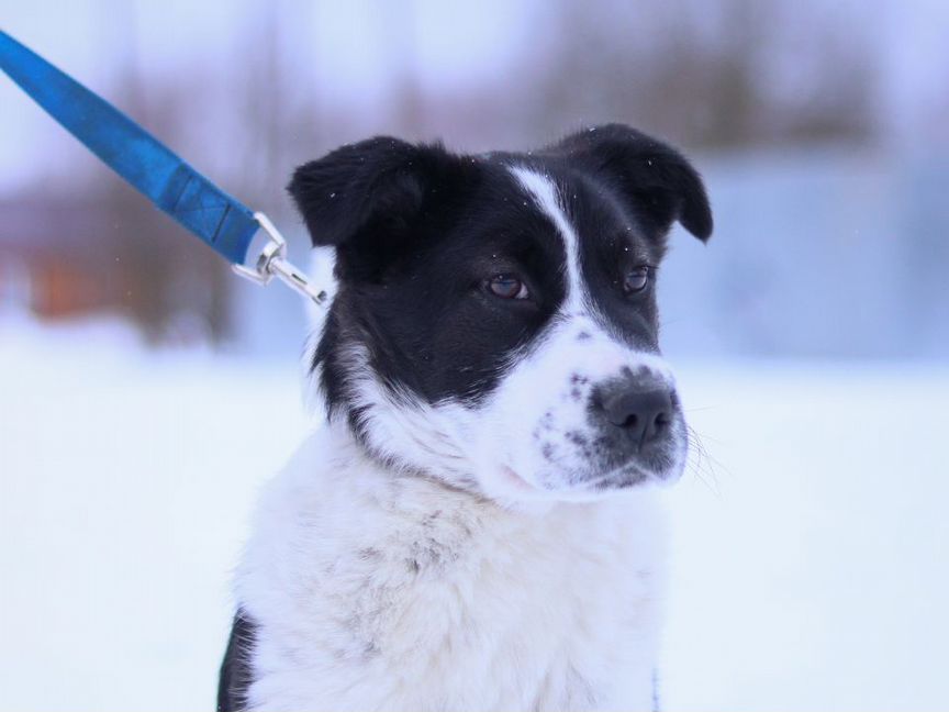 Щенок 5 месяцев Виви в добрые руки