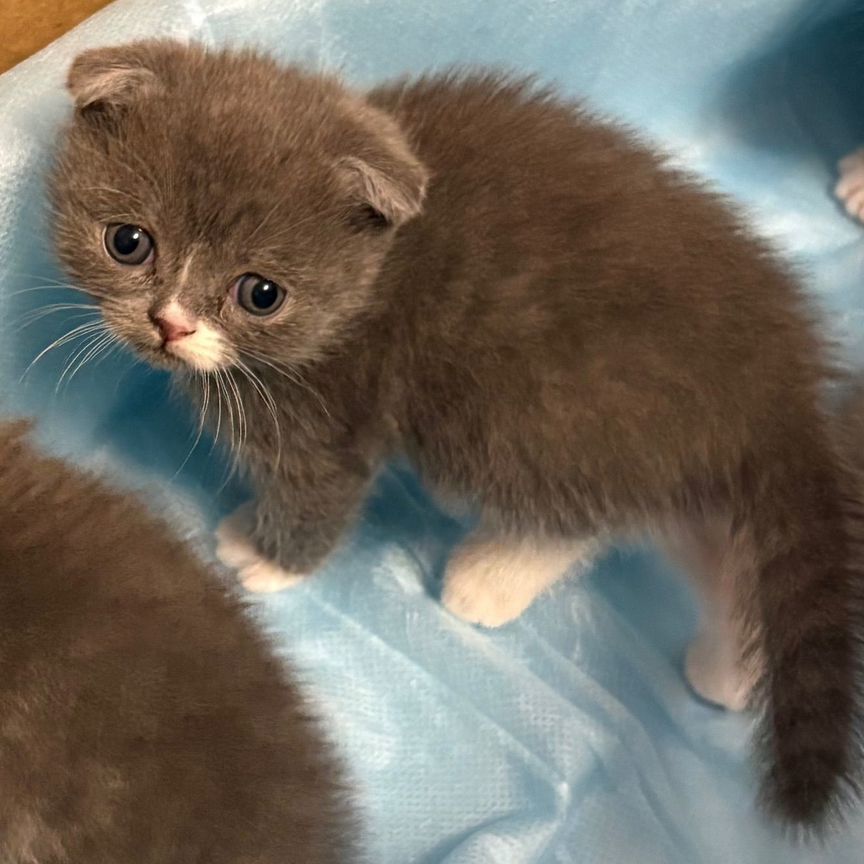 Шотландский вислоухий короткошёрстный котёнок