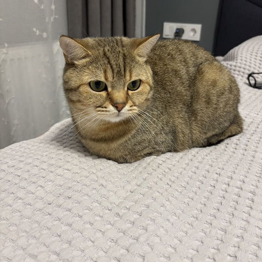 Кот шотландец 2 года