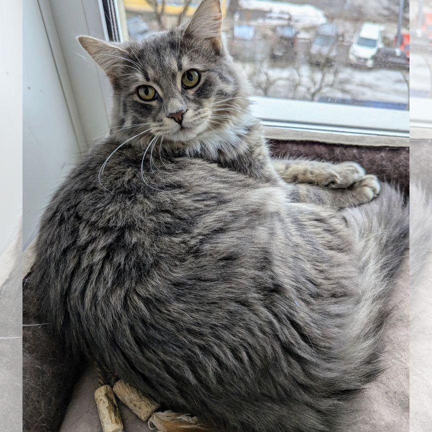 Котик только ответственным людям