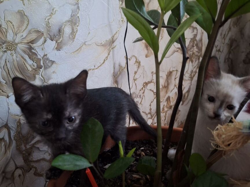 Котята Брашики очаровашки