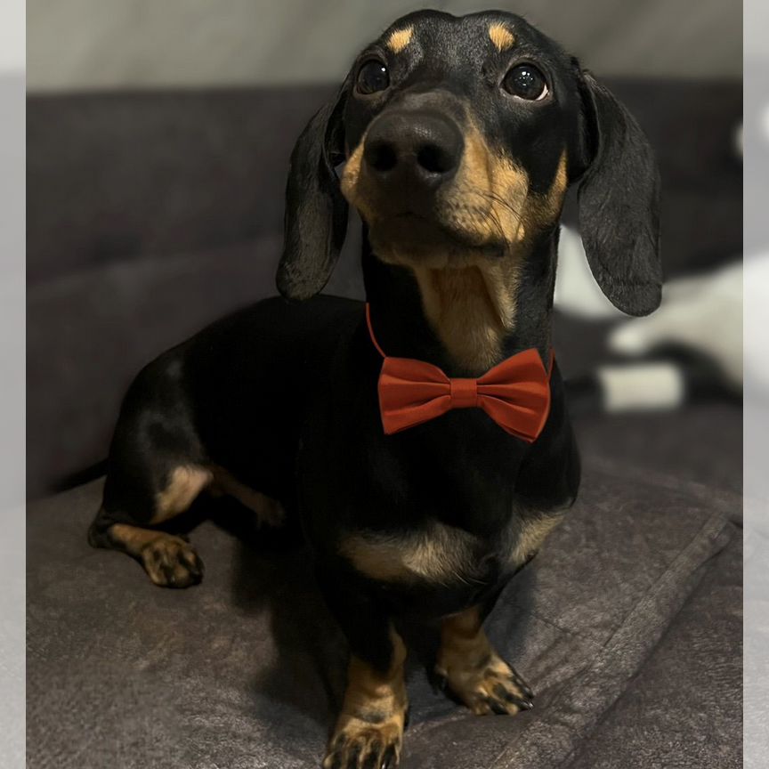 Случка собаки таксы