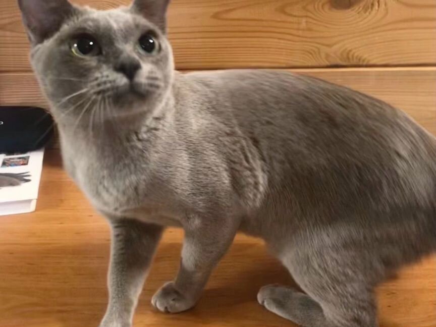 Бурманская кошка