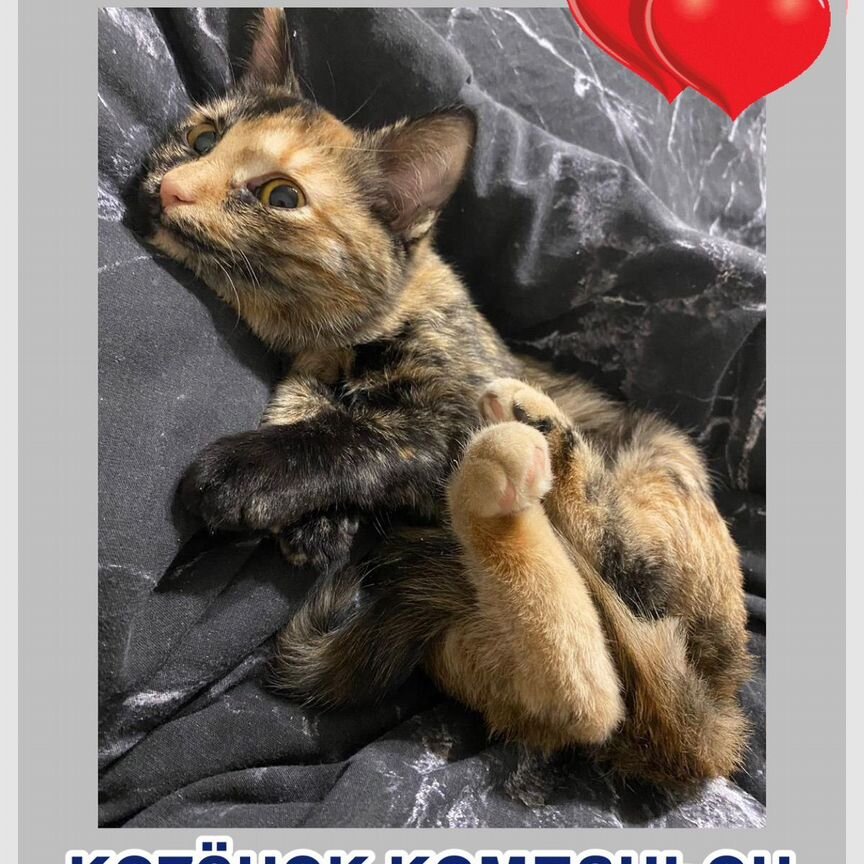 Котенок подросток принесет счастье