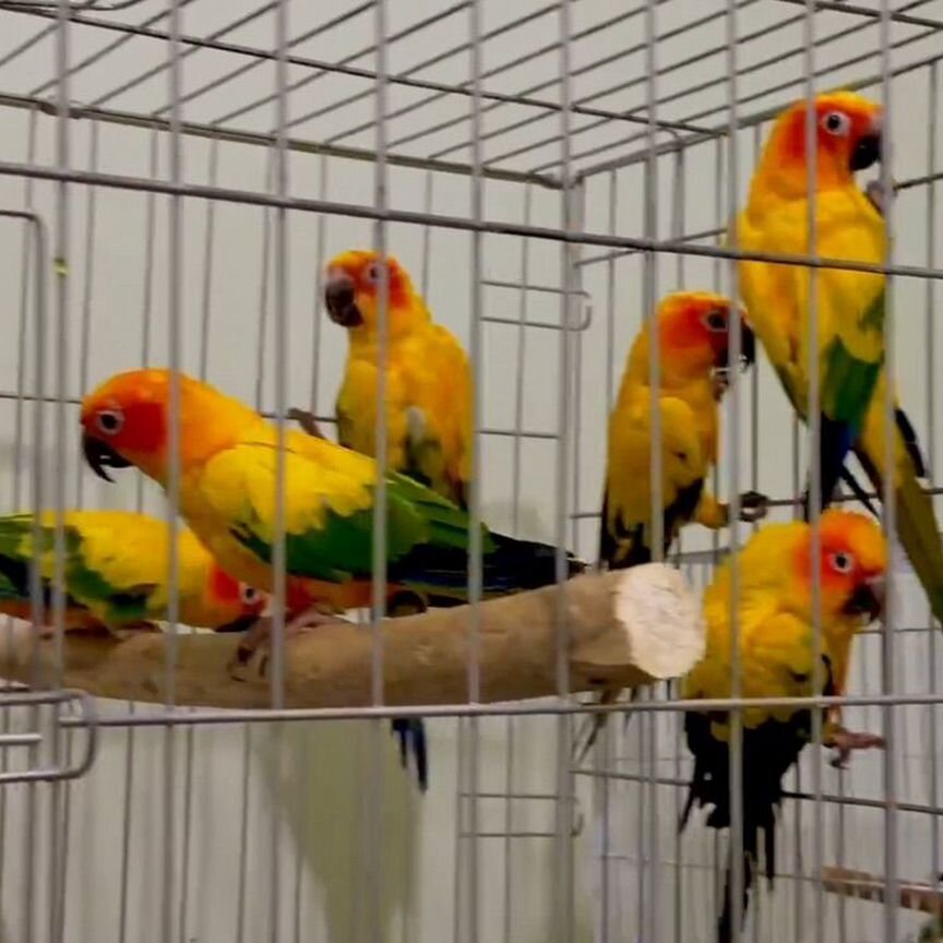 Попугаи солнечный аратинга