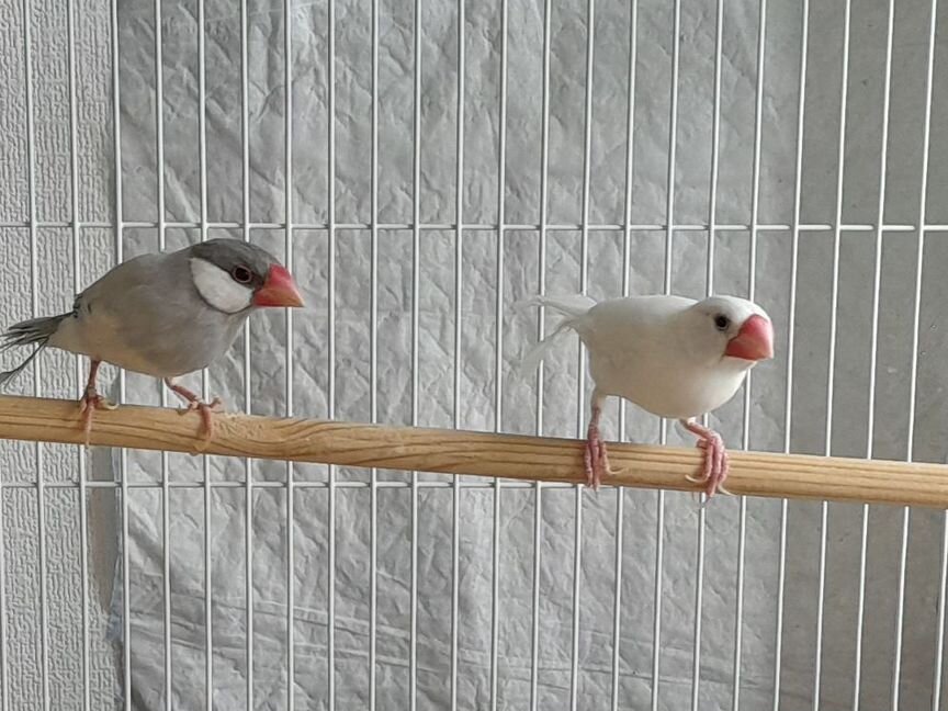 Пара Рисовых Амадин