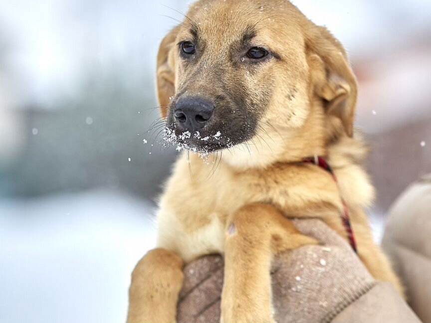Белла щенок ищет мам и пап