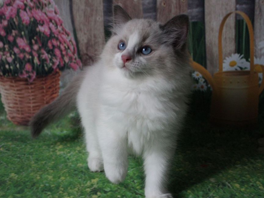 Котик породы Ragdoll. Котёнок