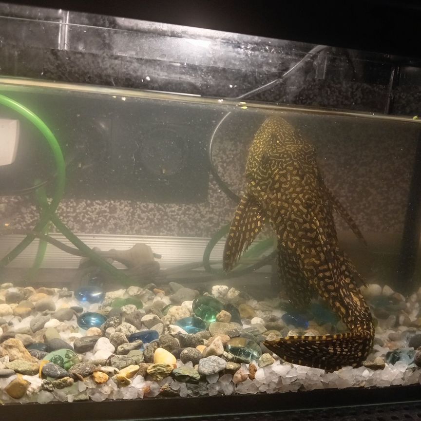 Сом аквариумный