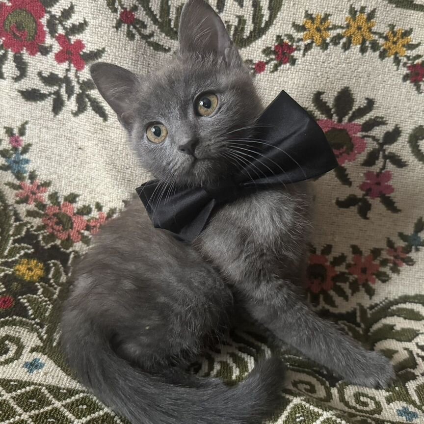 Шотландский котёнок