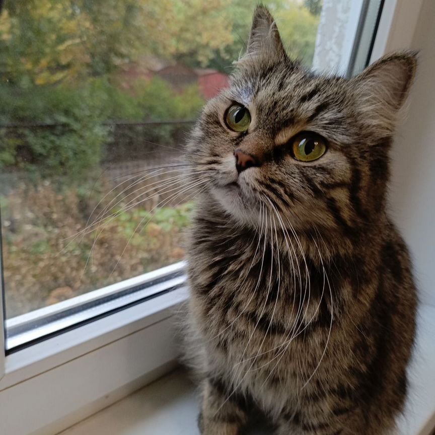 Кошка ищет дом