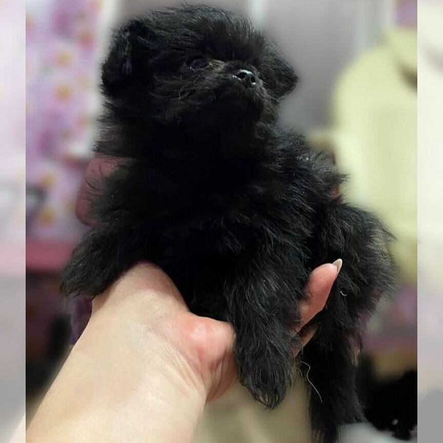 Мальтипу, щенок