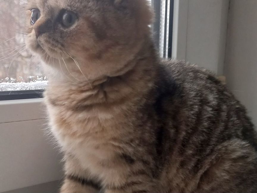 Шотландский кот Леопольд с документами