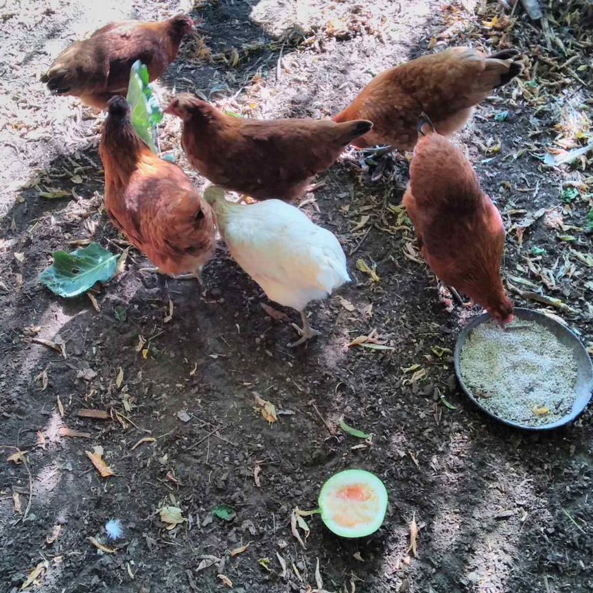 Куры молодки
