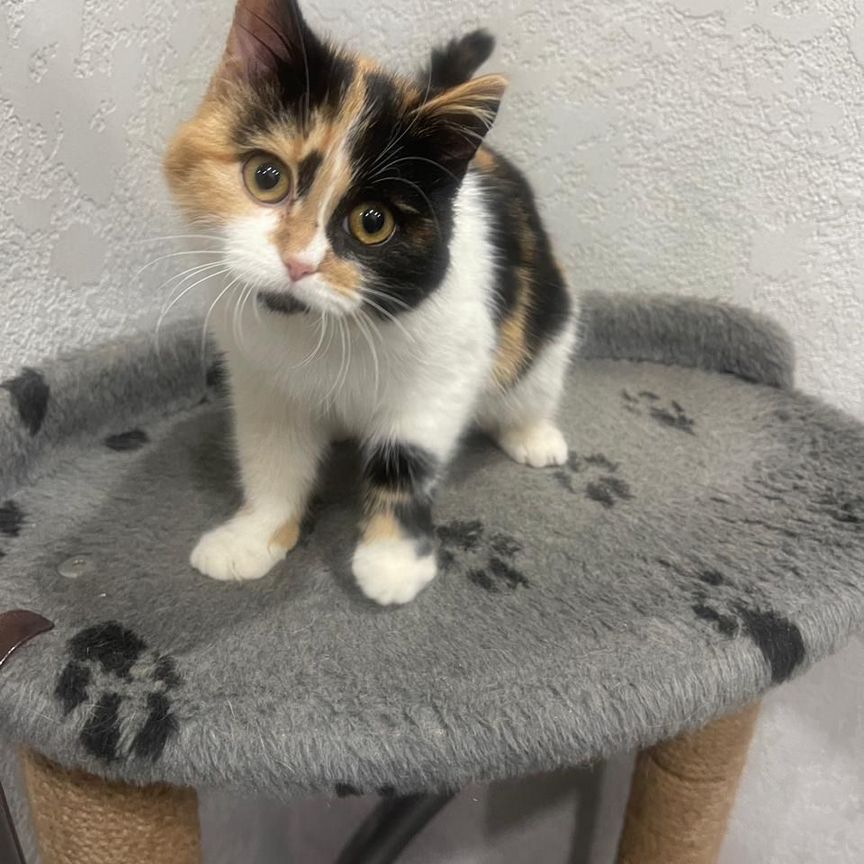 Трехцветка