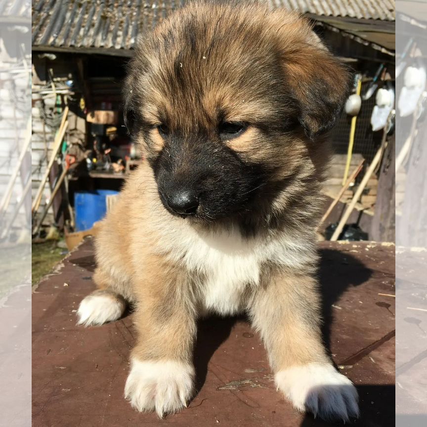 Немецкая овчарка, щенок