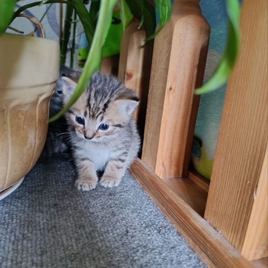 Британские котята