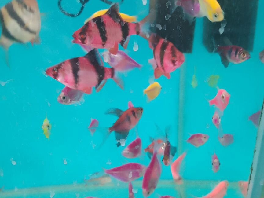 Аквариумные рыбки