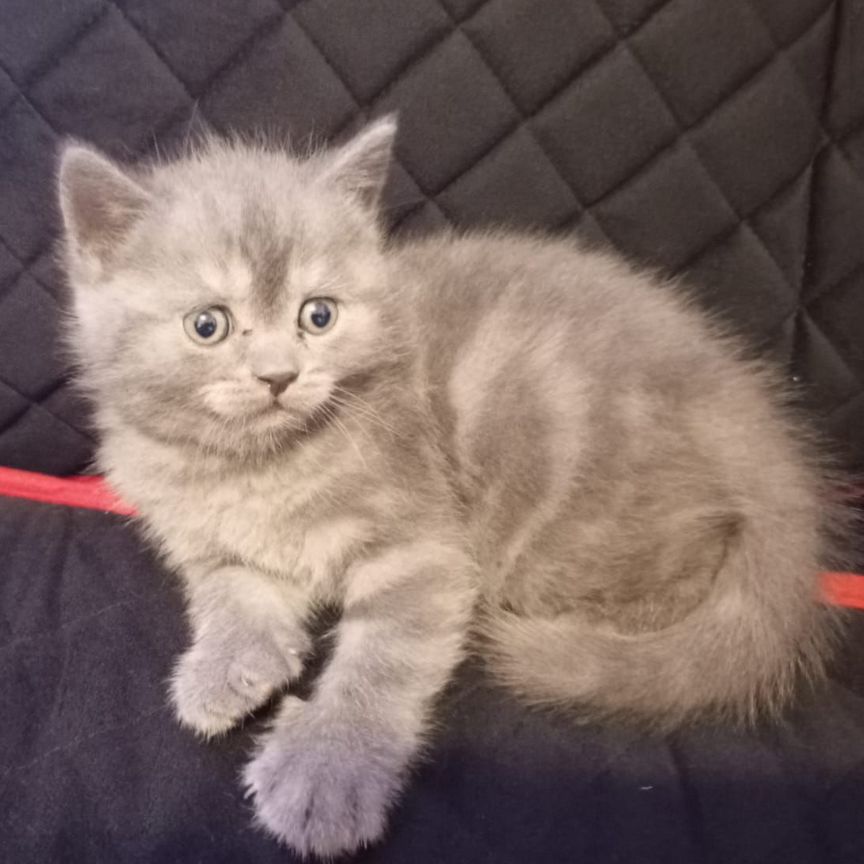 Шотландские вислоухие котята серые