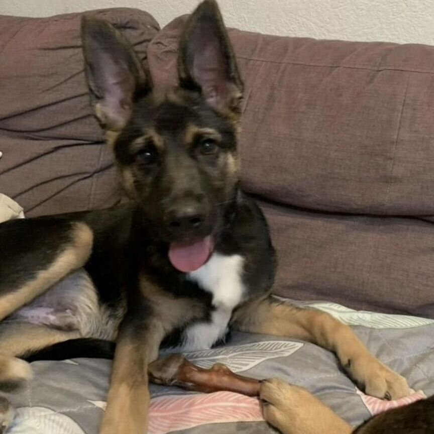 Взрослый пёс в добрые руки