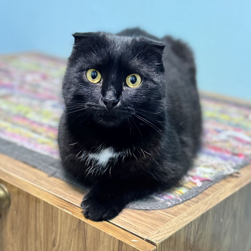 Котики бесплатно в добрые руки