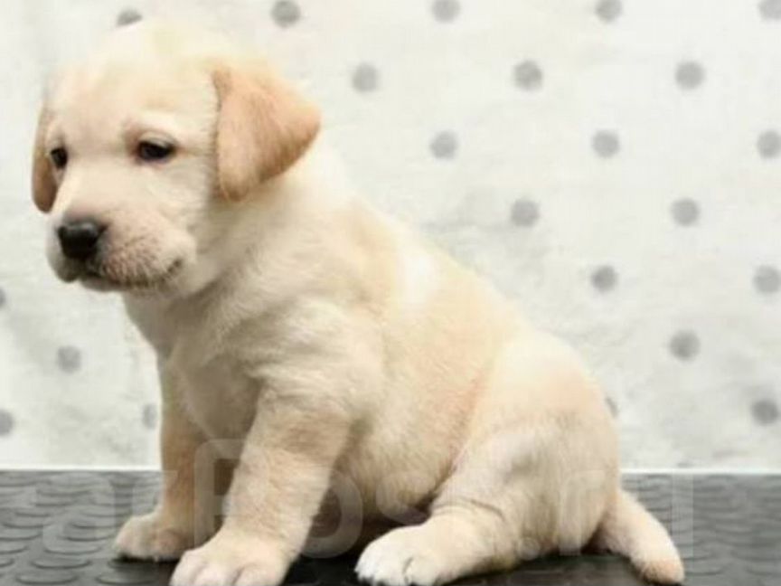 Щенки Лабрадора