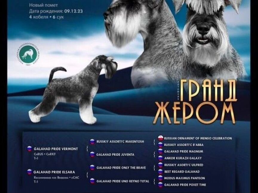 Щенки цвергшнауцера