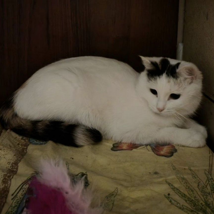 Взрослая кошка в добрые руки