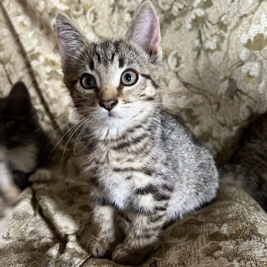 Котенок ищет домик