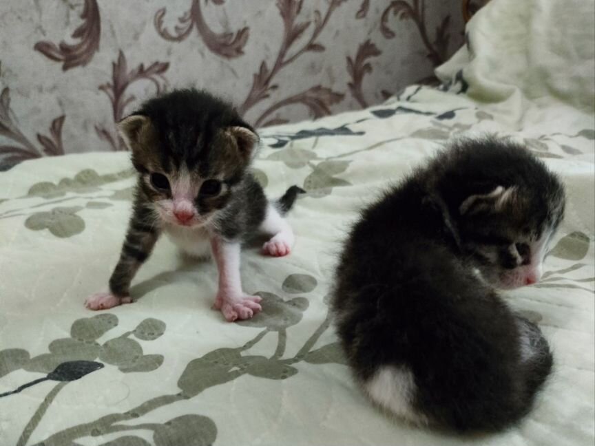 Котята в добрые руки бесплатно