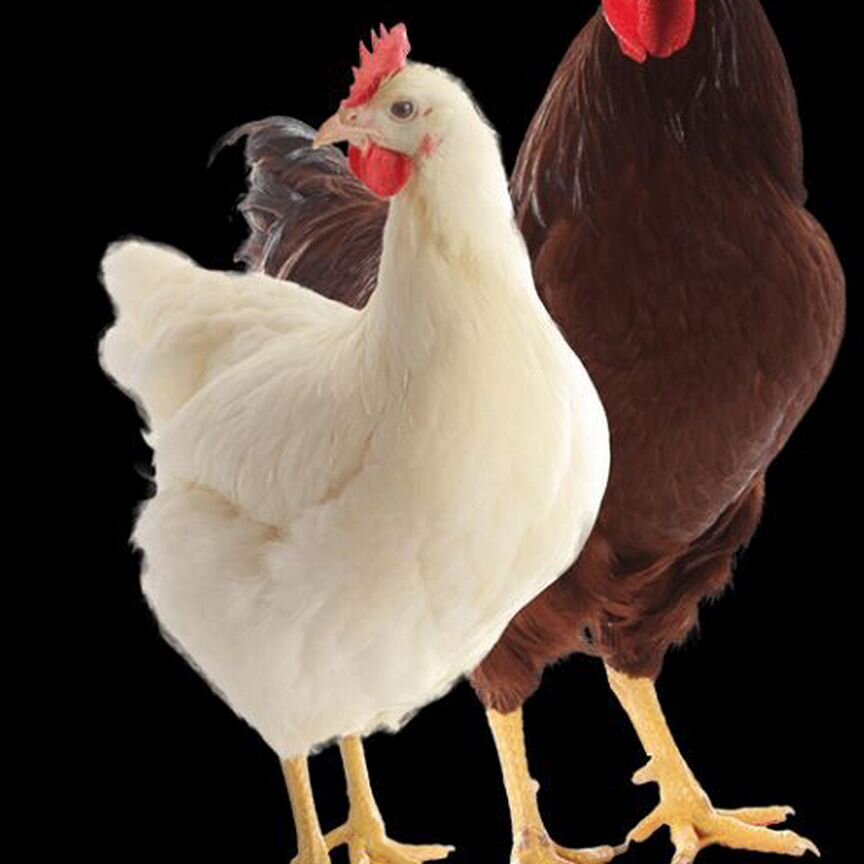 Бронирование кур несушек на апрель-май