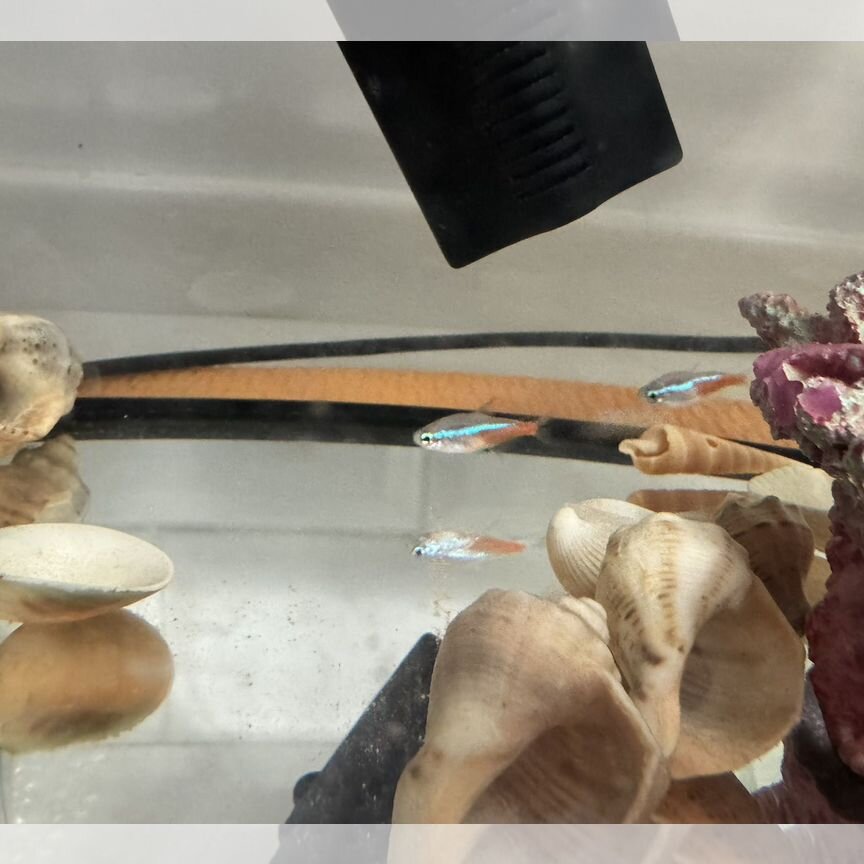 Отдам рыбок аквариумных