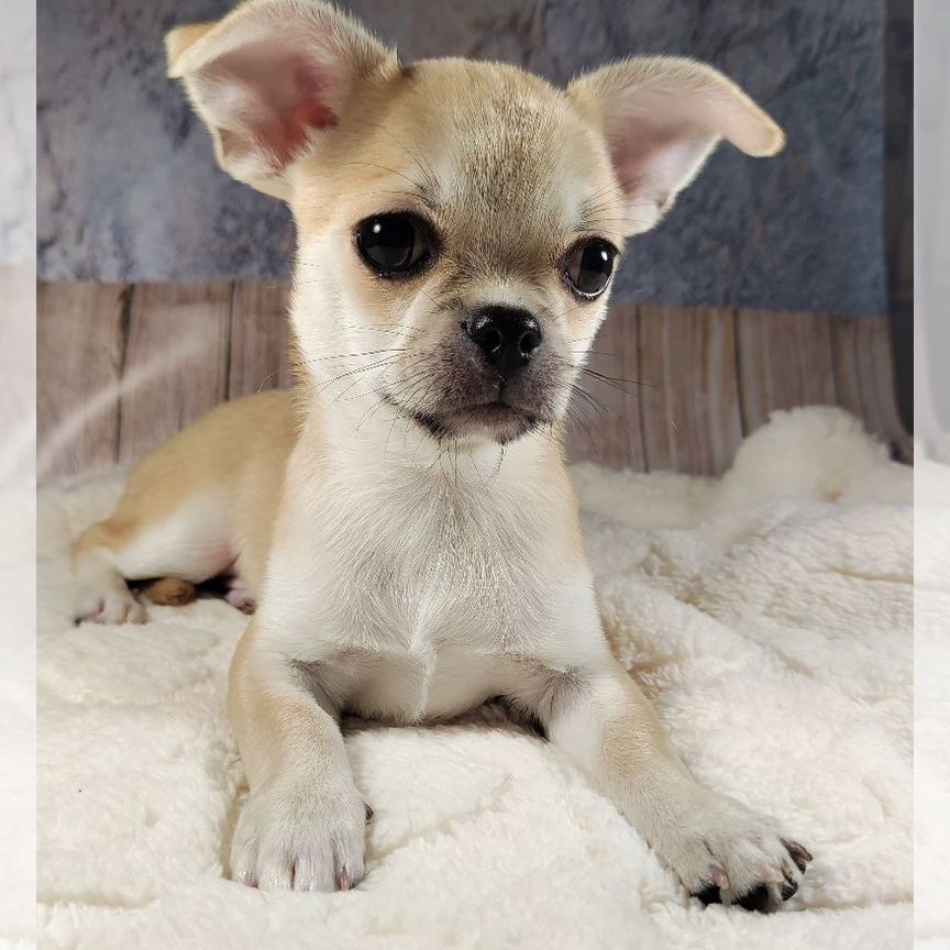 Чихуахуа, щенок