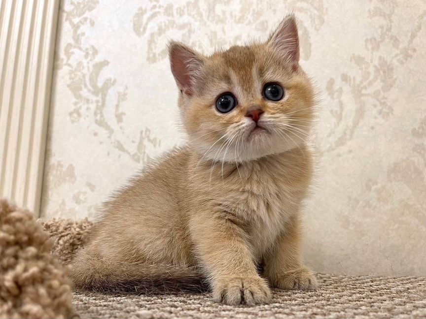 Шикарная Золотая Плюшевая Девочка Страйт 1,5 мес