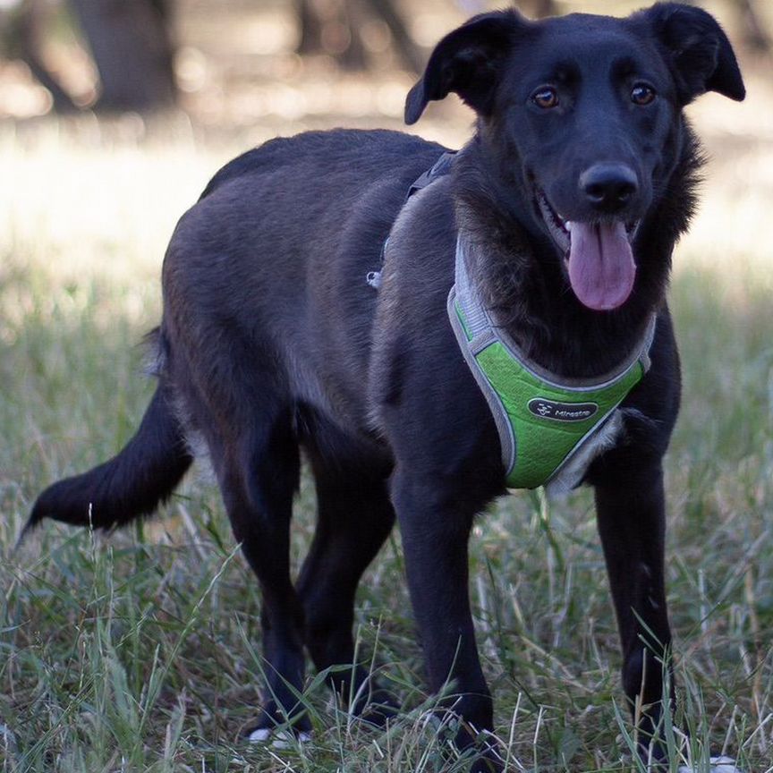 Щенок Ляля в добрые руки бесплатно