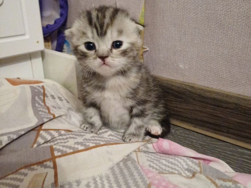 Шотландские вислоухие котята