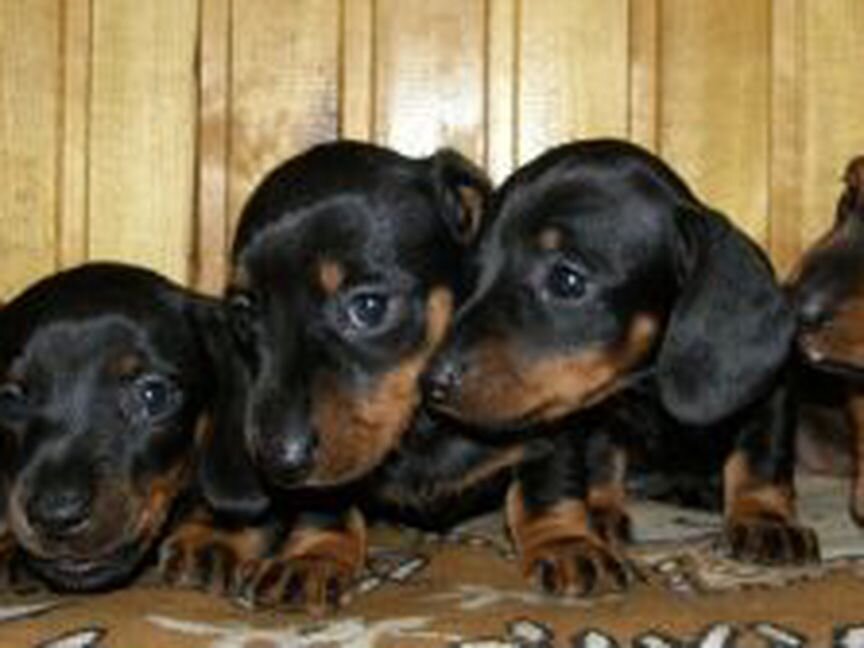 Продаются милашки по имени такса щенки карликовые