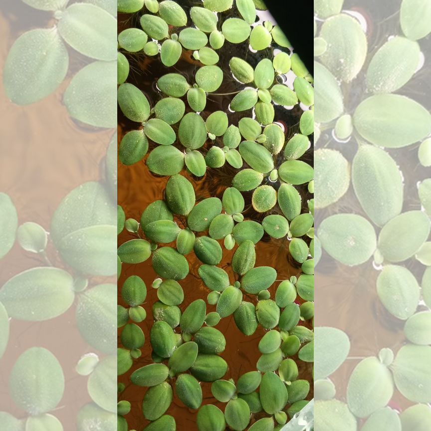 Растения пистия