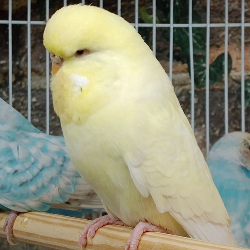 Волнистый попугай (ввп чехи) пара