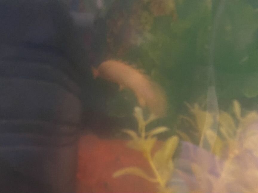 Полиптерус