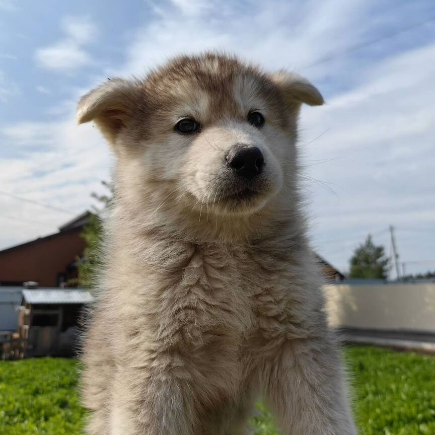 Щенки. Смесь овчарка и самоеда