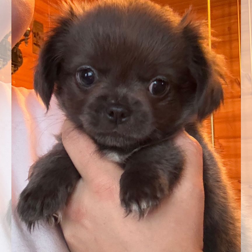 Чихуахуа, щенок