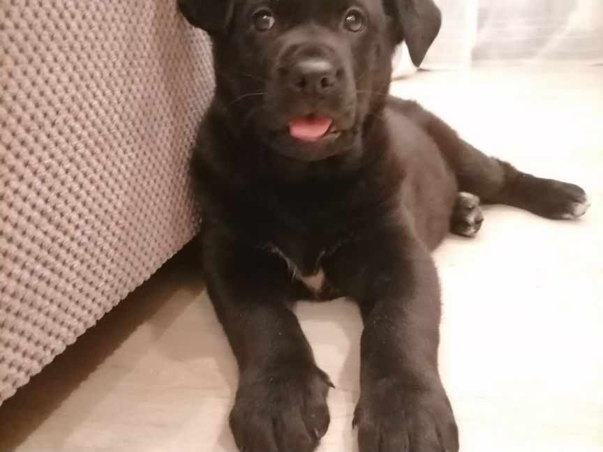 Ищем хозяев