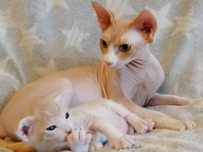 Донской сфинкс котята велюр (браш)