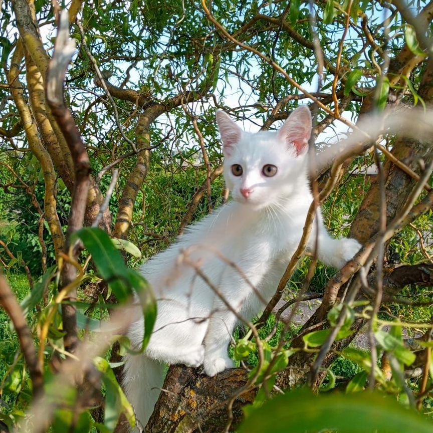Котята ищут дом